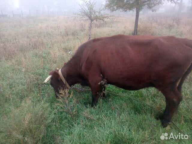 Продается корова и телка