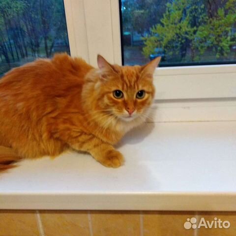 Кот-настоящий янтарный красавец