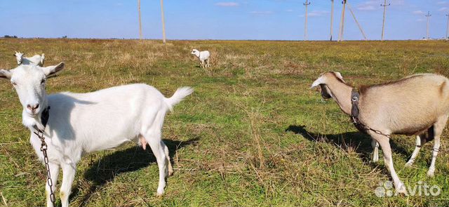 Коза дойная молочная