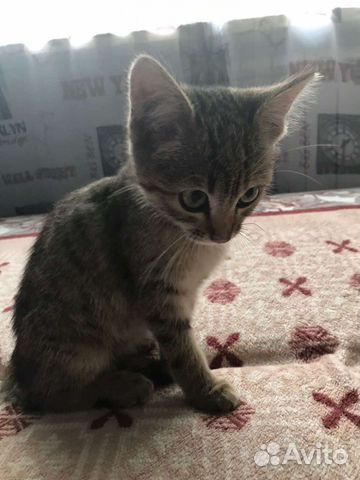 Котёнок девочка бесплатно