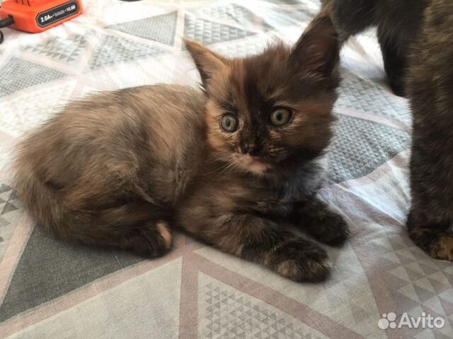 Кошечка в добрые руки