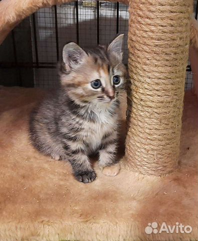 Котенок девочка