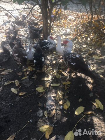 Утки шептуны