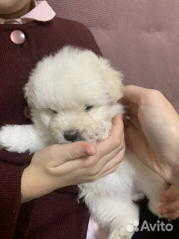 Метис шпиц и бишон