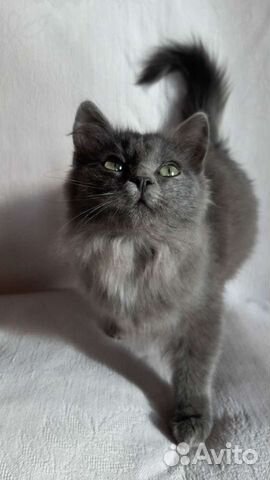 Котенок Кошечка Симочка Дым 4 мес Спасение