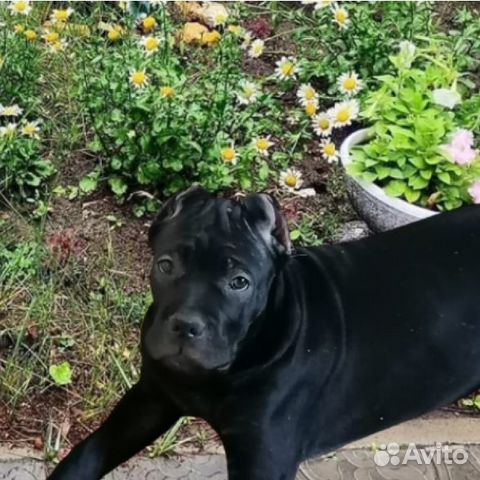 Настоящие Кане Корсо