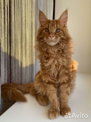 Мэйн кун вязка