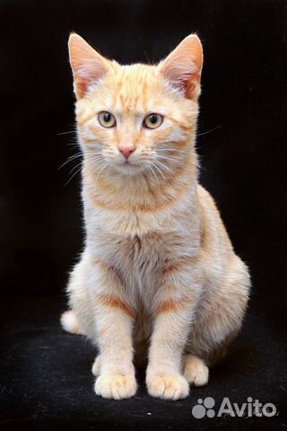 Хотите чтобы у Вас дома было свое Солнышко