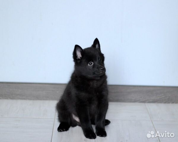 Шипперке мальчик 2 месяца