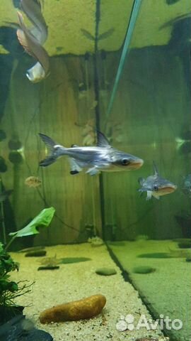 Пангасиус высокоплавничный (Pangasius sanitwongsei