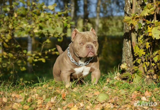 Американский булли вязка