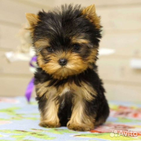 Мини мини малыш Гном