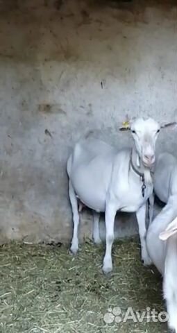 Продается коза