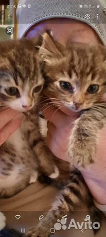 Малышей выбросили на улицу