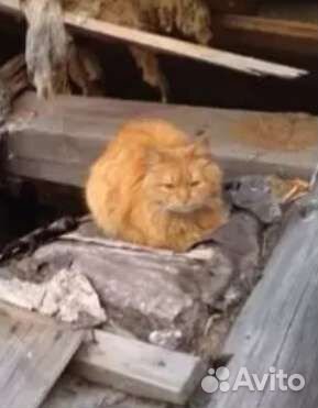 В добрые руки