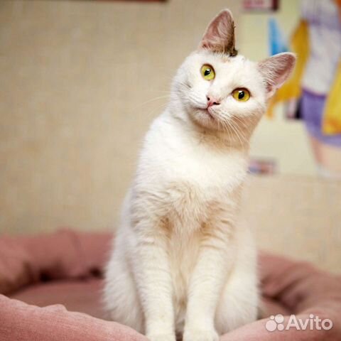 Кошка Стелла в добрые руки