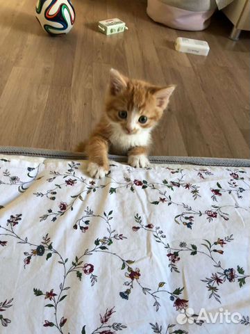 Котенок Батон мальчик