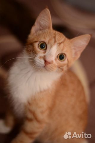 Рыжуль 3 мес