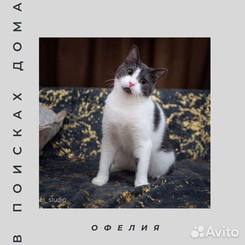 Котенок