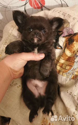 Шикарный мальчик Чихуахуа голубого окраса, без ало