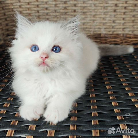 Мальчик блю биколор, 2 мес, рэгдолл