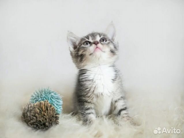 Котёнок в добрые руки. Молли, 1,5 месяца