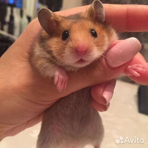 Отдам бесплатно два сирийский хомяка, с клеткой