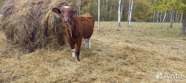 Продам тёлок Айрширской породы элита рекорд
