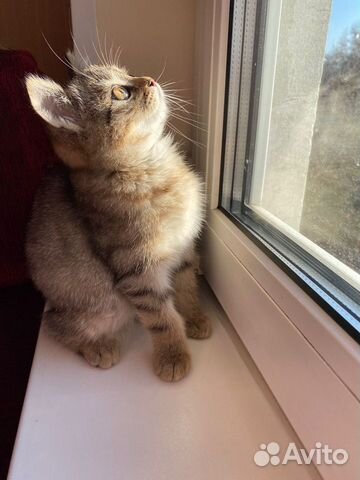 Британский котенок золотой шиншиллы мрамор на золо