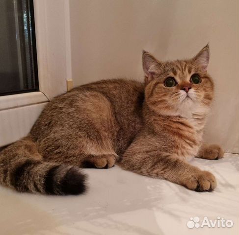 Золотая шиншилла котик