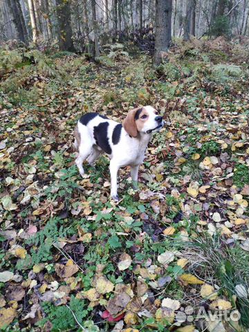 Потерялся в в гатчинском Райне, около поселка Сиве