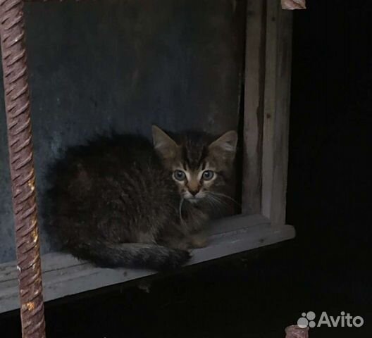 Милый полосатый котёнок на улице