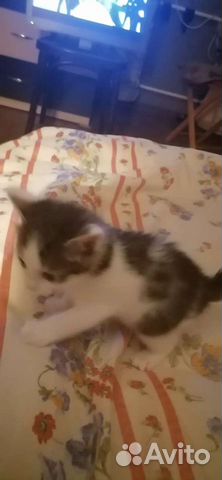 Котята в добрые руки, помесь с курильский бобтейло