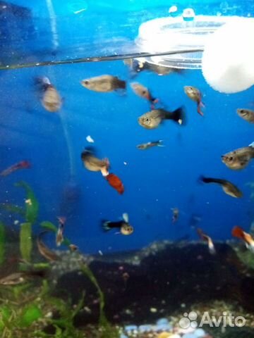 Рыбки гуппи