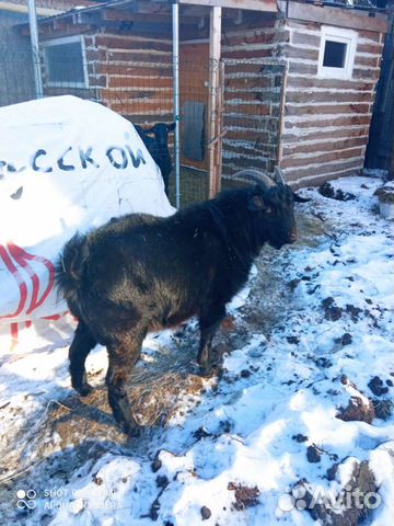 Нубо-альпийский козел