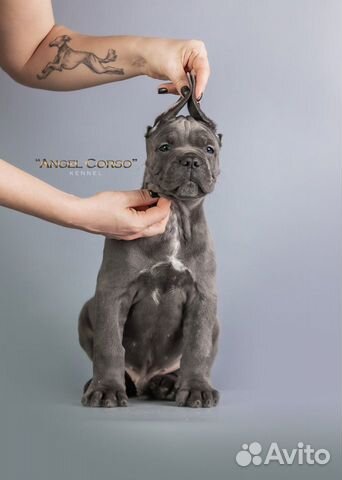 Кане Корсо - отличные мальчишки