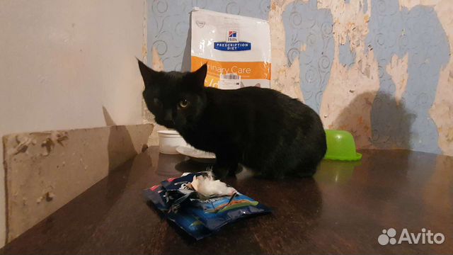 Котенок бесплатно