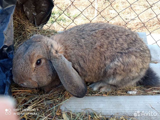 Кролик, крол