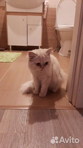 Персидская кошка в добрые руки бесплатно