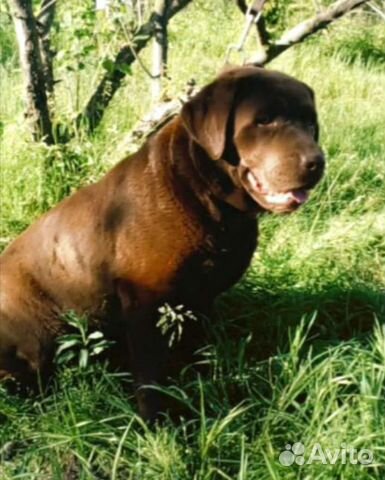 Продам шоколадную суку лабрадора
