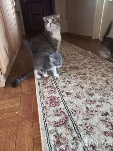 Отдам котят от вислоушки в добрые руки