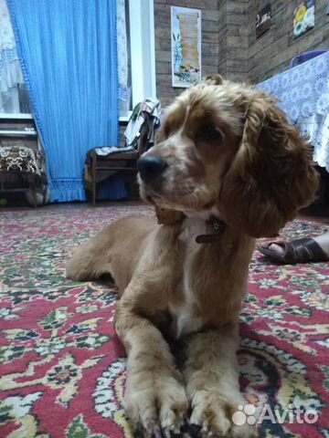 Английский кокер спаниель девочка