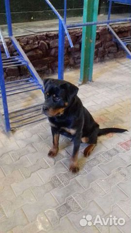 Вязка ротвейлера