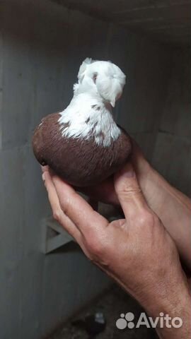 Благодарненский голубь