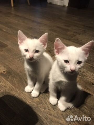 Котята от турецкой ангоры
