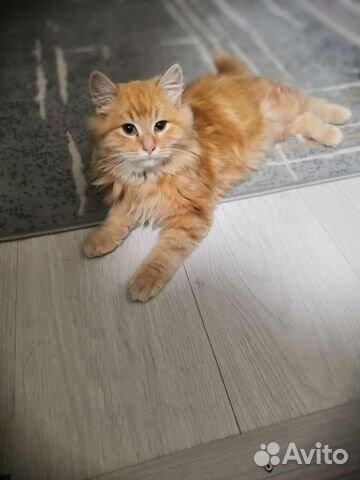 Рыжий котенок мальчик в добрые руки
