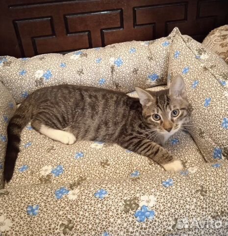 Котенок, девочка, 4 мес