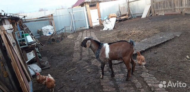 Козлику 1 год готов к спариванию его услуги 1 тыся