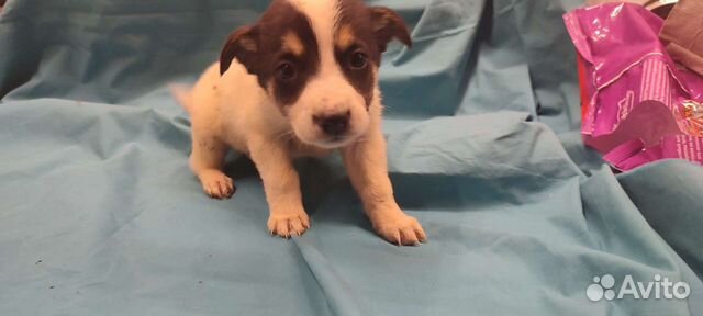 Малышка ищет дом