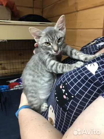 Котенок Тёма 4 мес